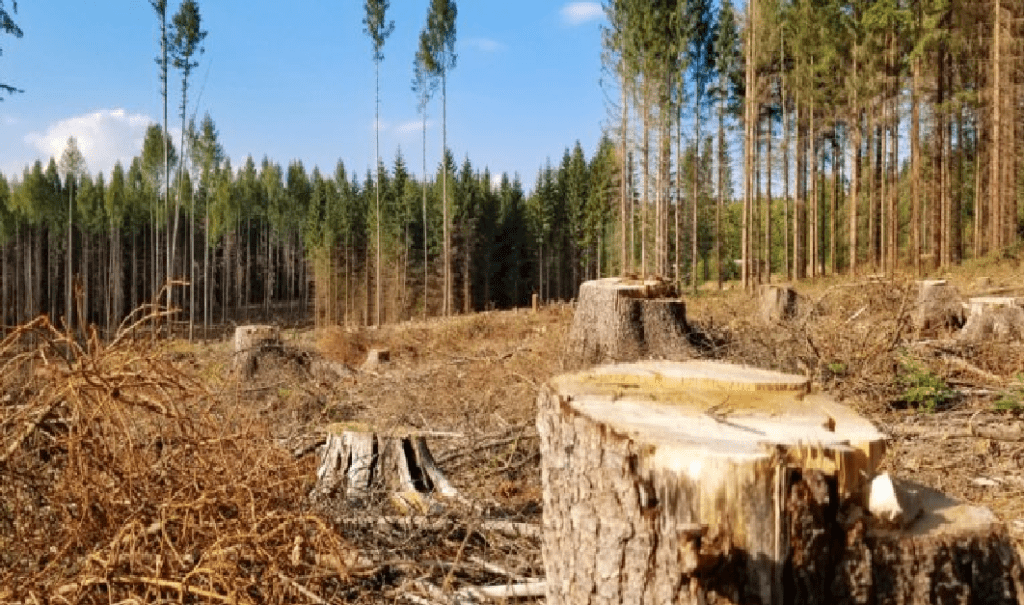 Impact of Depletion of Natural Resources: A Citizen's Guide