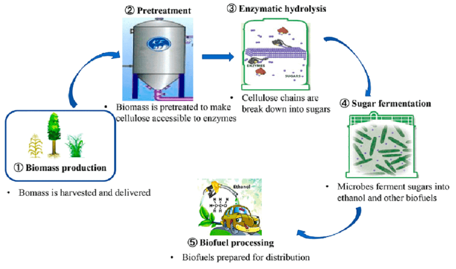 Biomass Energy: Transforming the Future of Renewable Power